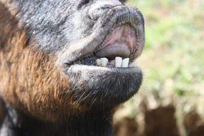 Elder Goat Care: Preparation and Treatment Tips - Goat Journal